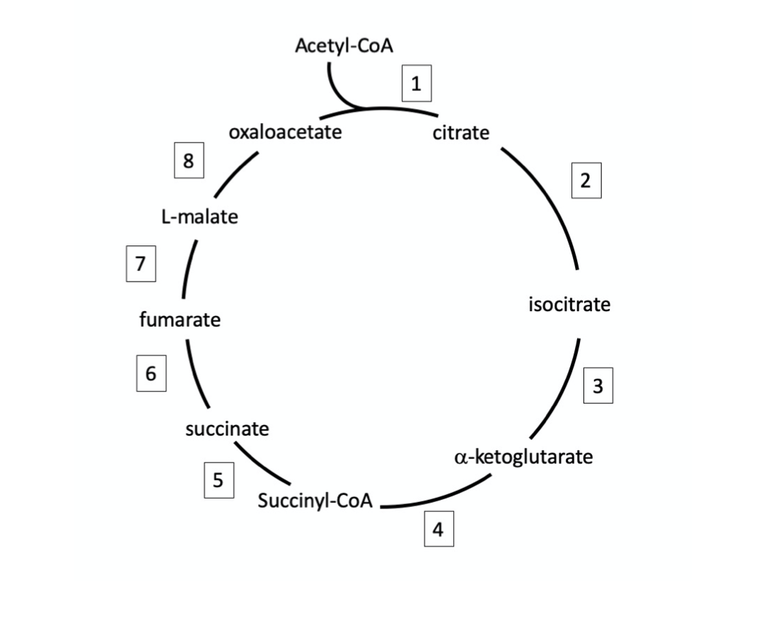 Solved Below is a sketch of the TCA cycle showing the | Chegg.com