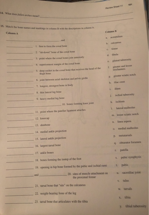 Solved LAB TIME/DATE REVIEW SHEET E XERCISE The Appendicular | Chegg.com Solved LAB TIME/DATE REVIEW SHEET E XERCISE The Appendicular | Chegg.com