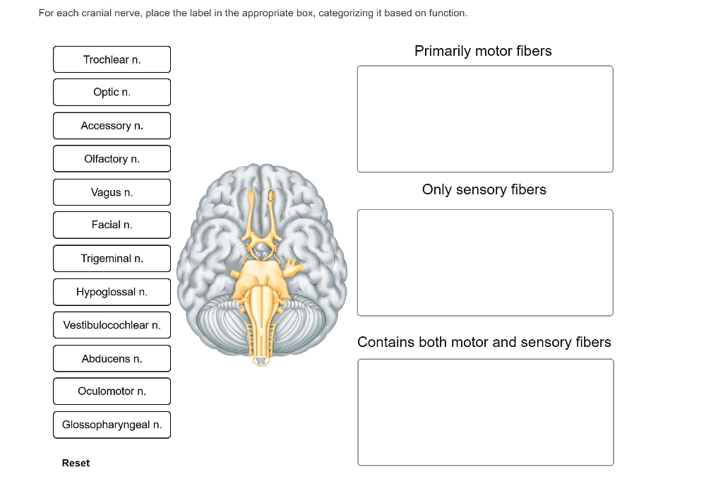 Solved For each cranial nerve, place the label in the | Chegg.com