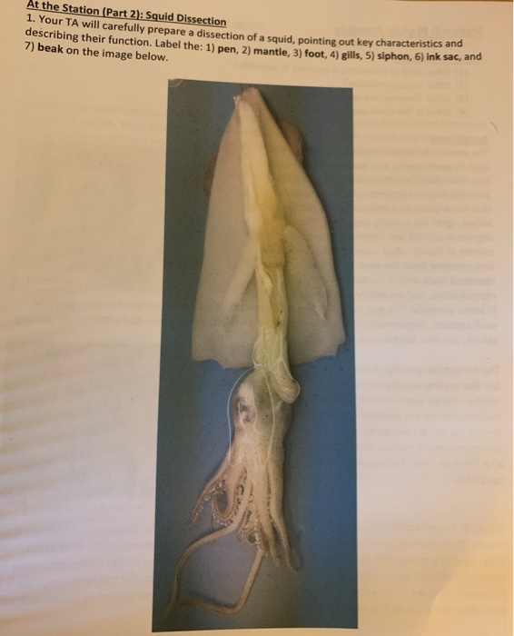 Squid Dissection Ink Sac