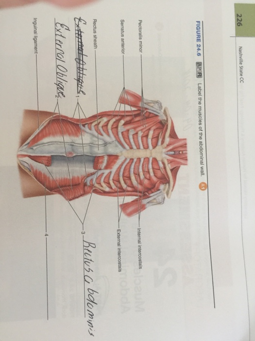 Solved 26 Nashville State CC FIGURE 24.6 Pectoralis minor | Chegg.com Solved 26 Nashville State CC FIGURE 24.6 Pectoralis minor | Chegg.com