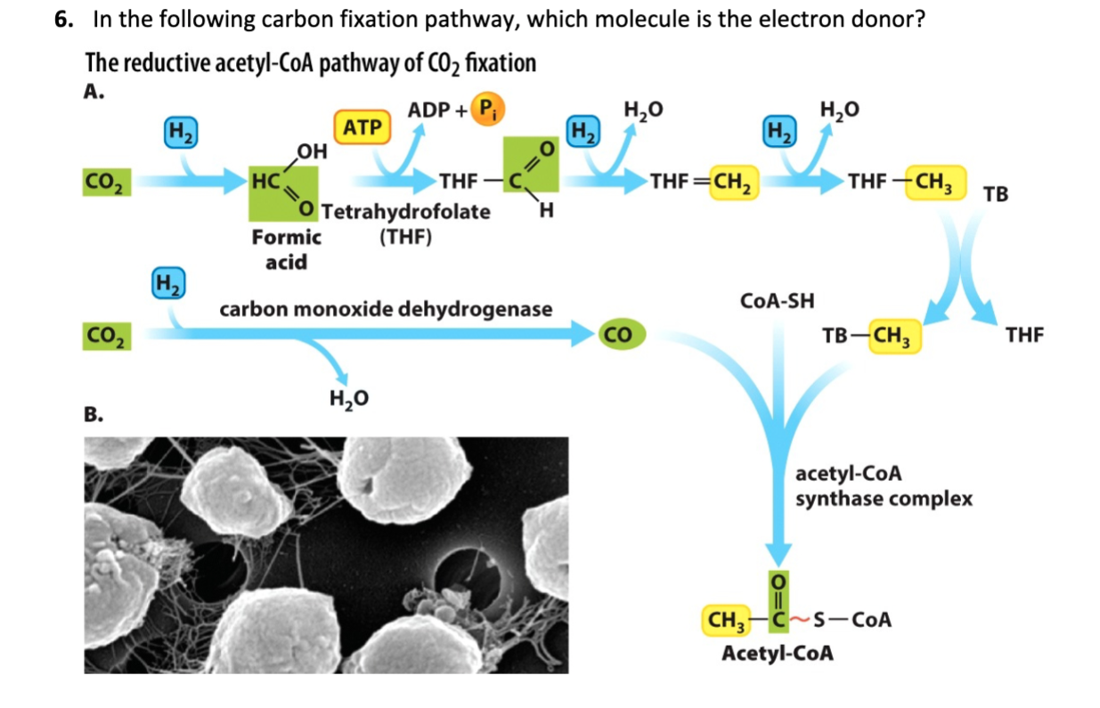 Solved 6. In the following carbon fixation pathway, which | Chegg.com