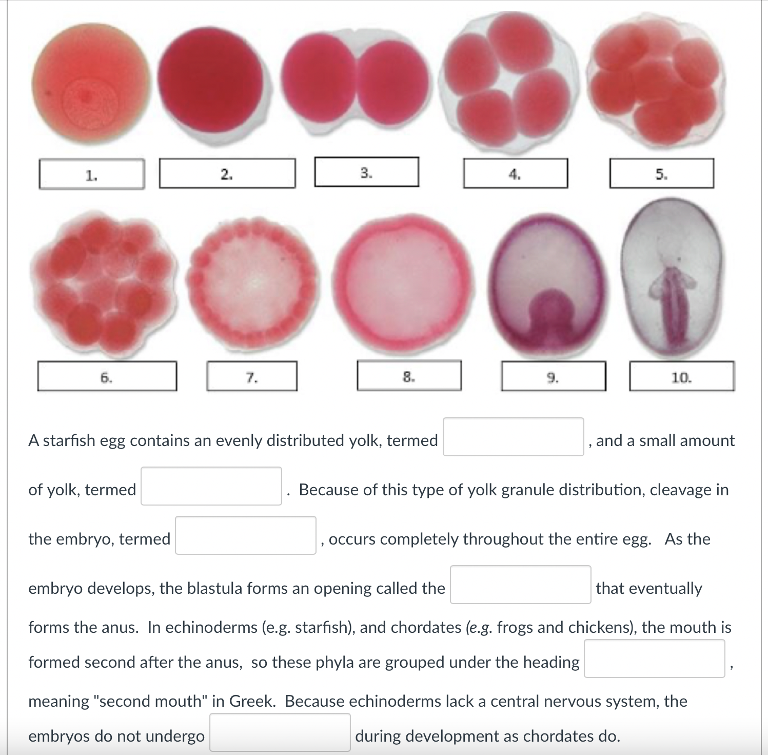 Solved A starfish egg contains an evenly distributed yolk, | Chegg.com