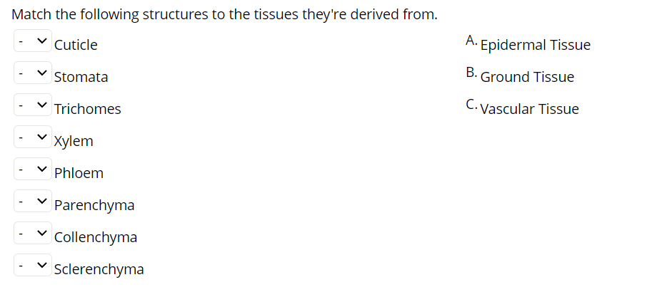 Solved Match the following structures to the tissues they're | Chegg.com