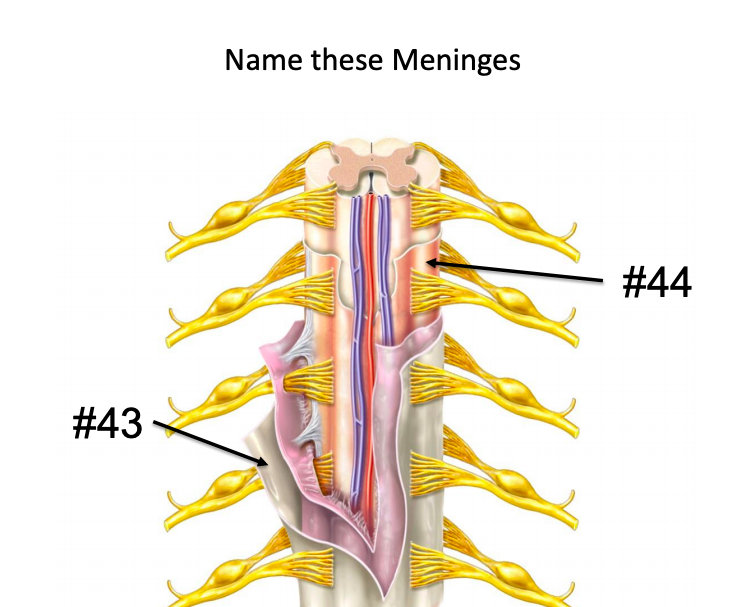 Solved Name this Anatomy #40 #41 #42 Dissection Shawn | Chegg.com