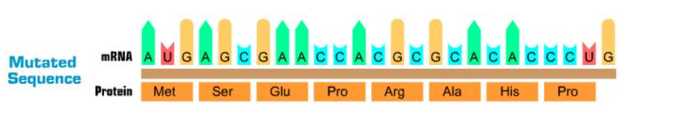 Solved Use the following image of a mutated sequence of mRNA | Chegg.com