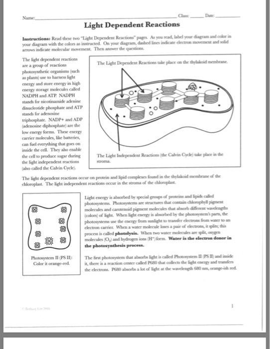 Light Dependent Reactions