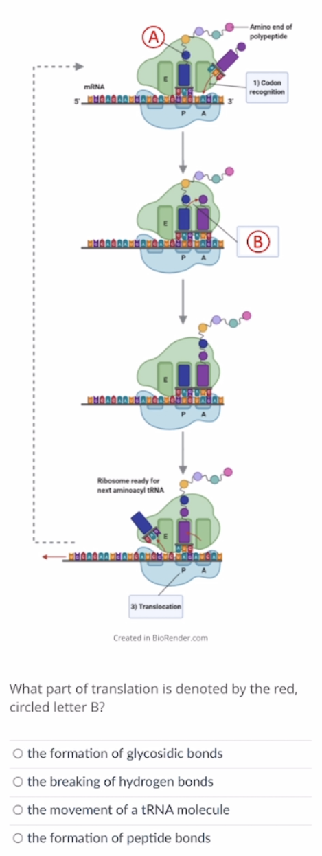 Solved Amino end of polypeptide mRNA 1) Codon recognition | Chegg.com
