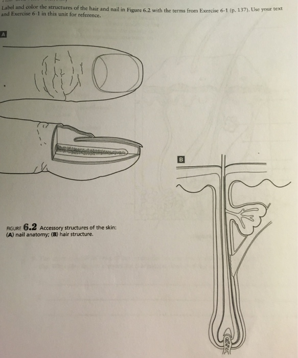 Solved Label and color the structures of the hair and nail | Chegg.com