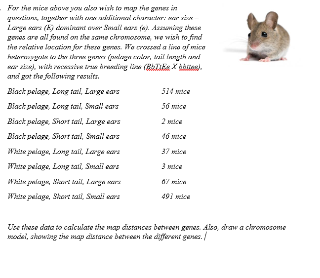 Solved For the mice above you also wish to map the genes in | Chegg.com