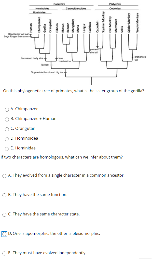 Solved Catarini Cercopithecoidea Platyrrhini Ceboidea | Chegg.com