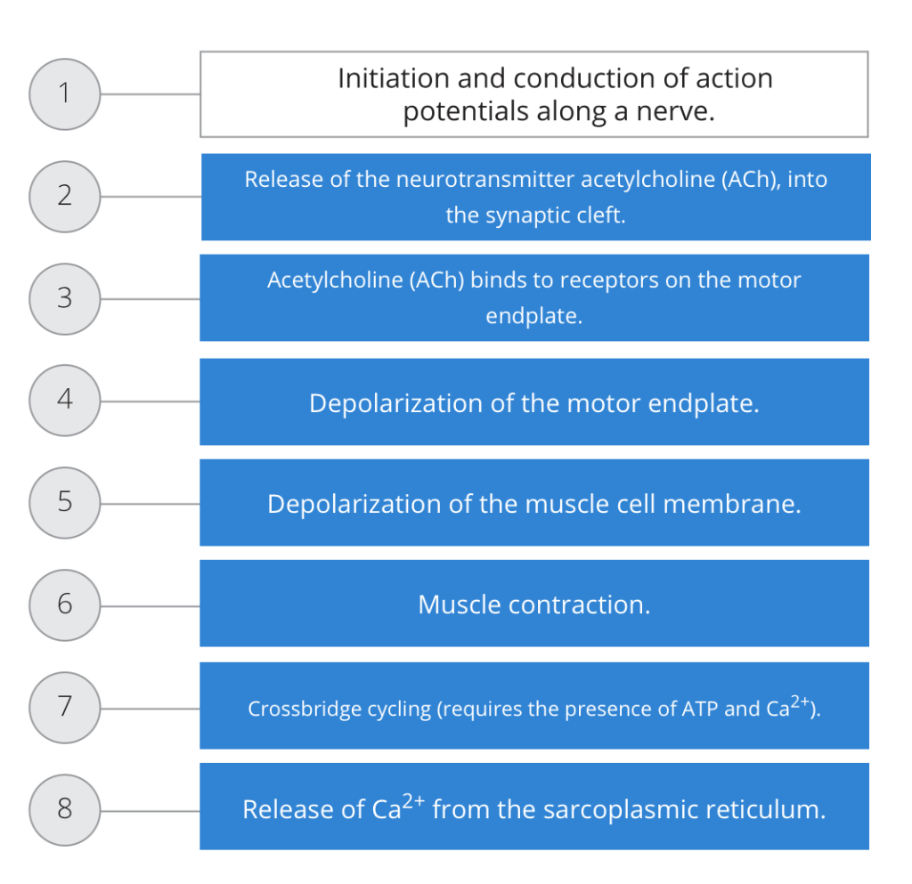 Solved What is the correct order of the events that are | Chegg.com