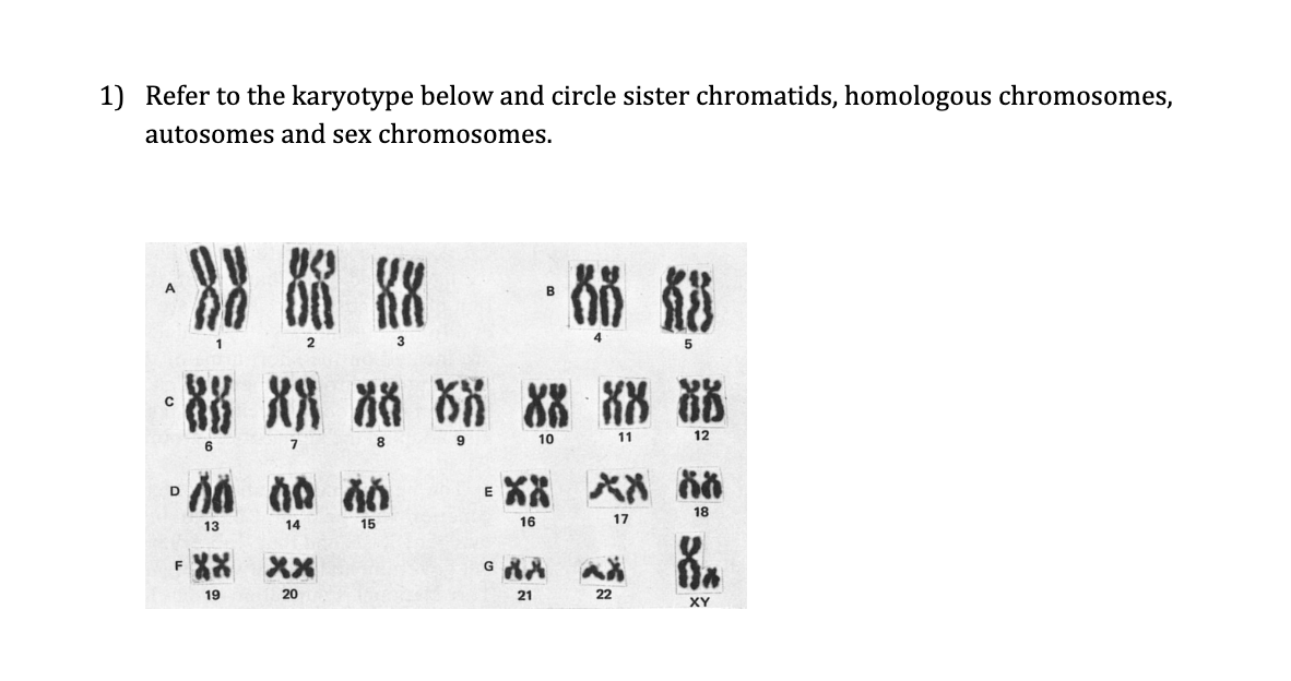 Solved Refer to the karyotype below and circle sister | Chegg.com