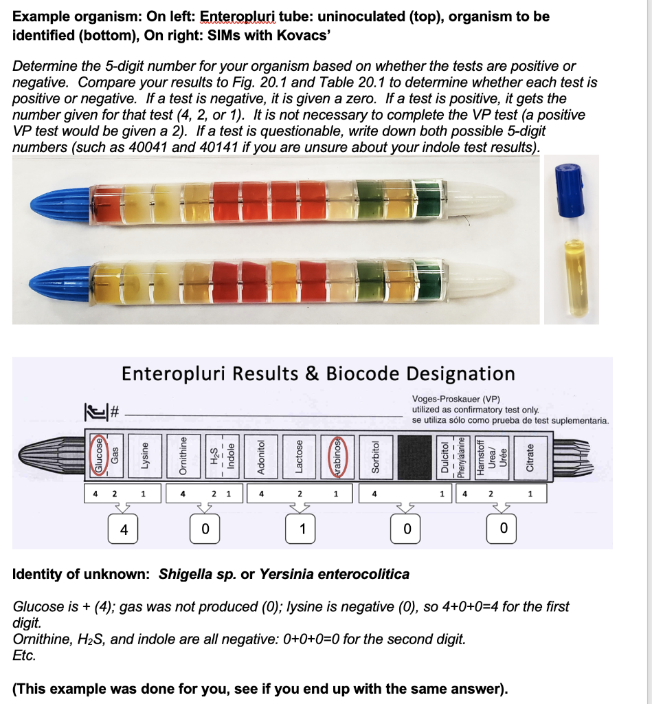 Solved Example organism: On left: Enteropluri tube: | Chegg.com