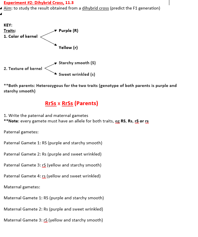 Solved Experiment \#2: Dihybrid Cross, 11.3 Aim: to study | Chegg.com