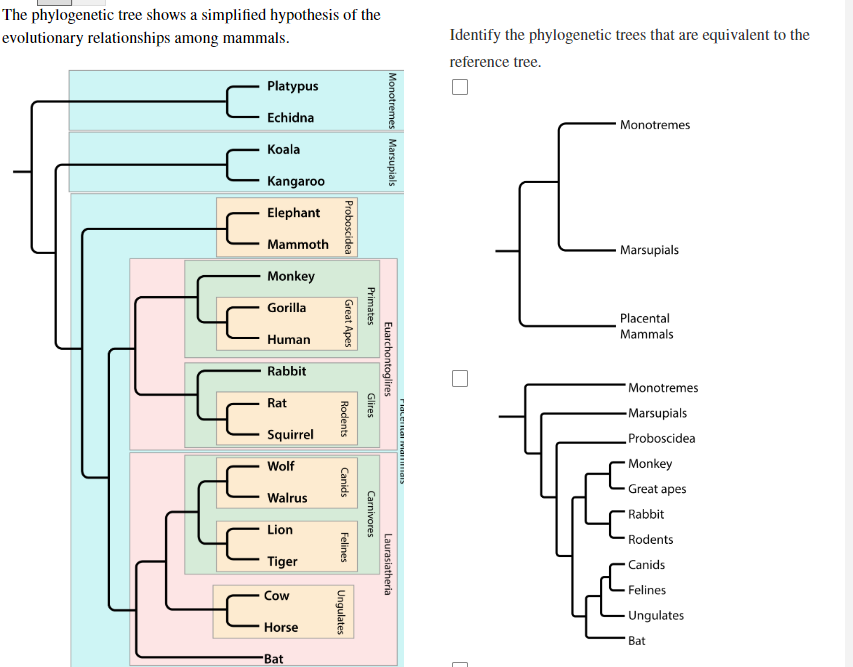 Solved The phylogenetic tree shows a simplified hypothesis | Chegg.com