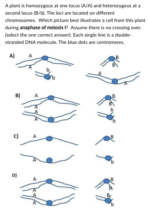 Solved A plant is homozygous at one locus (A/A) and | Chegg.com