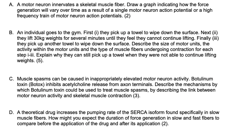 Solved A. A motor neuron innervates a skeletal muscle fiber. | Chegg.com