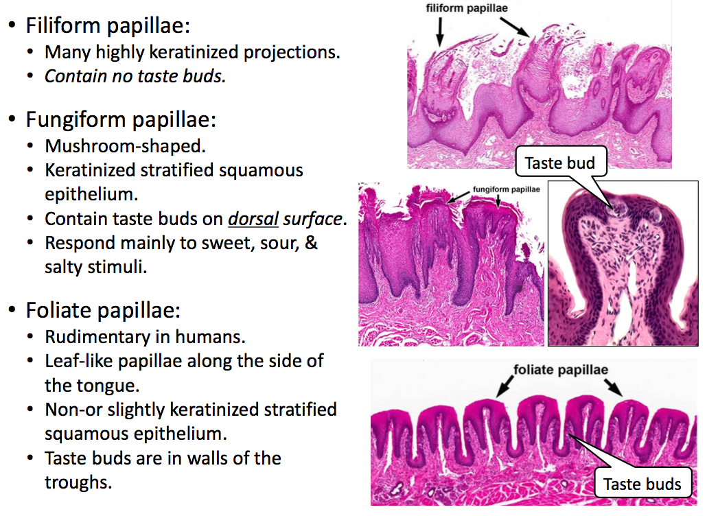 Filiform Papillae Histology
