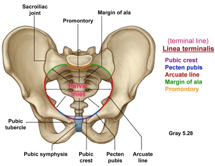 Arcuate Pubic Ligament