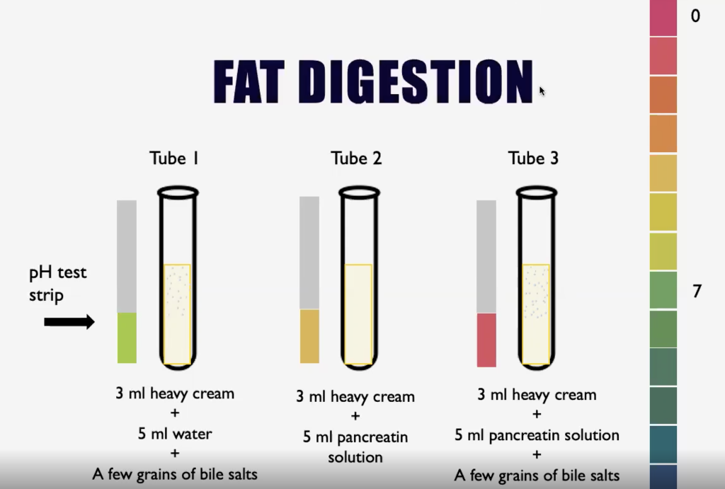 Solved 0 FAT DIGESTION Tube Tube 2 Tube 3 pH test strip 7 3 | Chegg.com