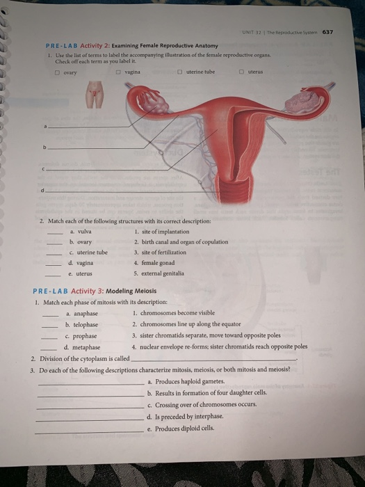 Solved UNIT 32 1 The Reproductve System 637 PRE-LAB Activity | Chegg.com