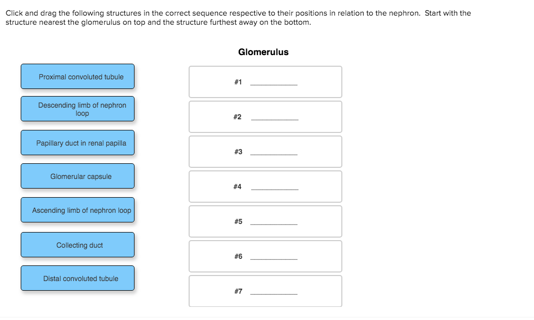 Solved Click and drag the following structures in the | Chegg.com