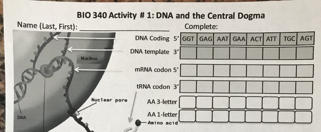 Solved BIO 340 Activity # 1: DNA and the Central Dogma Name | Chegg.com