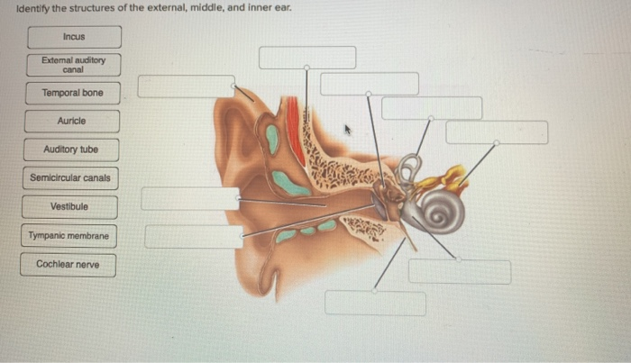 Solved Identify the structures of the external, middle, and | Chegg.com