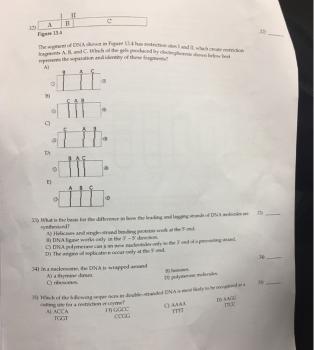 Solved The segment of DNA shown in Figure 13.4 has | Chegg.com