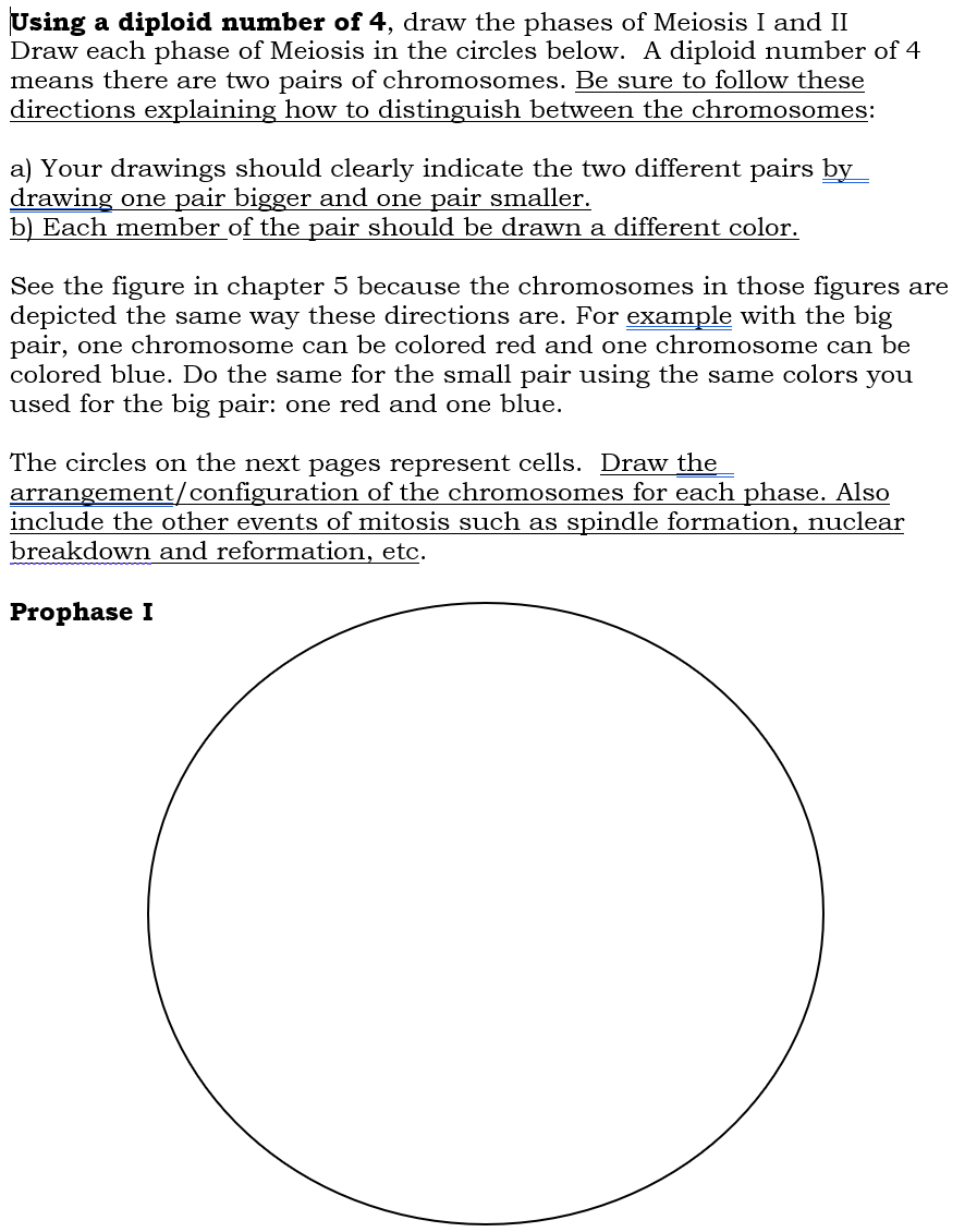 Solved Using a diploid number of 4, draw the phases of | Chegg.com