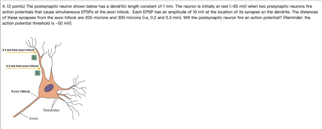 Solved 4. (2 points) The postsynaptic neuron shown | Chegg.com