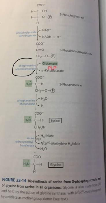 Solved Is the Electron Pushing Mechanism for phosphoserine | Chegg.com