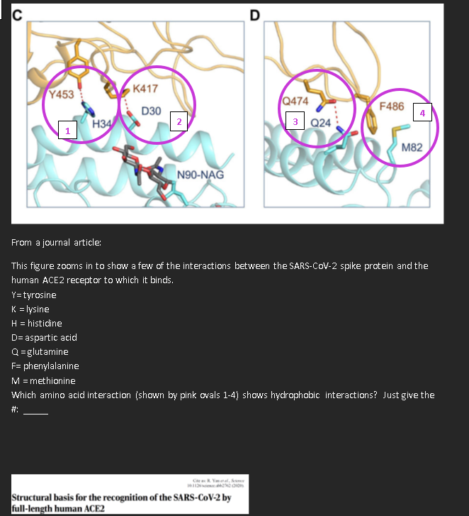 Solved C D Y453 K417 Q474 D30 F486 4 H34 3 224 1 M82 N90-NAG | Chegg.com