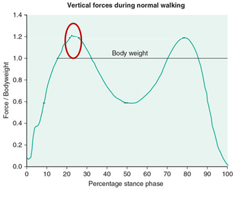 Solved Identify the highlighted section of vertical GRF | Chegg.com