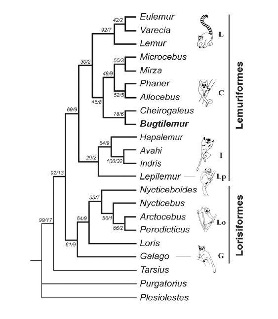 Solved task Species of Lemuriformes are currently | Chegg.com