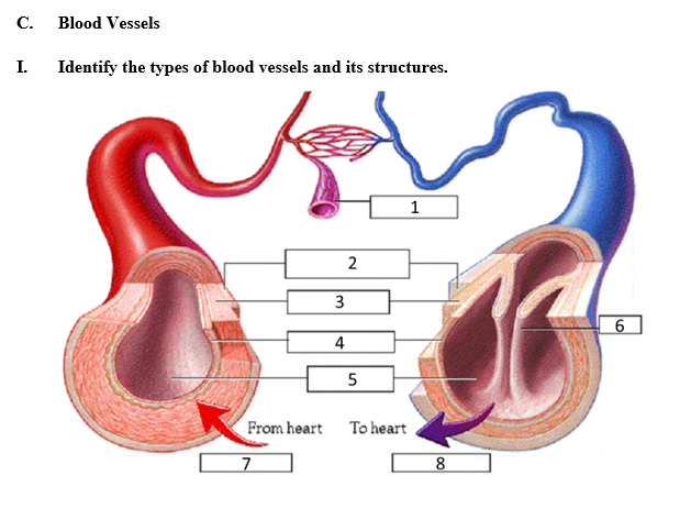 Solved c. Blood Vessels I. Identify the types of blood | Chegg.com