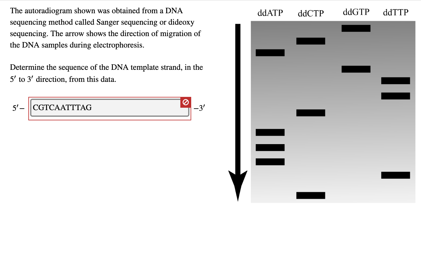 Solved ddATP ddCTP ddGTP ddTTP The autoradiogram shown was | Chegg.com