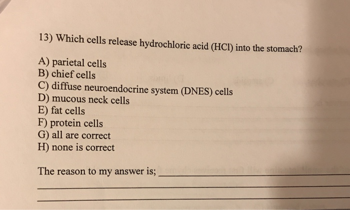 Solved 13) Which cells release hydrochloric acid (HCI) into | Chegg.com