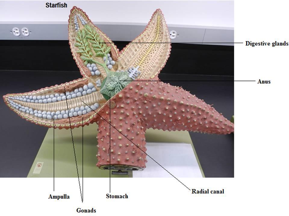 Solved Starfish Digestive glands Anus Radial canal Ampulla | Chegg.com
