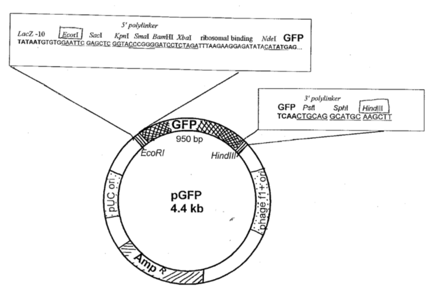 The enzymes ECORI and HINDIII are called "compatible" | Chegg.com