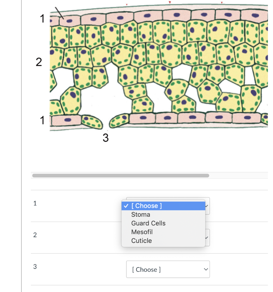 Solved 1 2 1 3 1 [Choose ] Stoma Guard Cells Mesofil Cuticle | Chegg.com