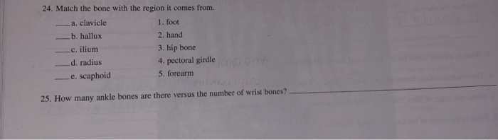 Solved 24 Match The Bone With The Region It Comes From A Chegg