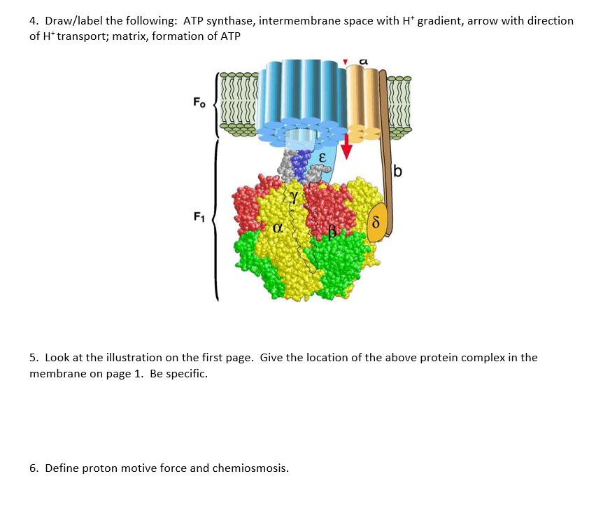 4. Draw/label the following: ATP synthase, | Chegg.com