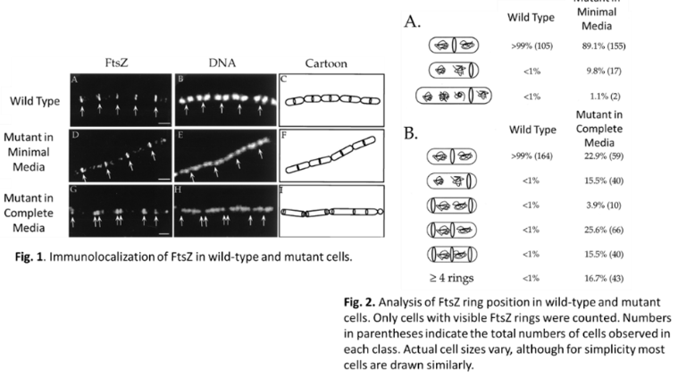 Solved Given this INFO, would the antibiotic target MinCD or | Chegg.com