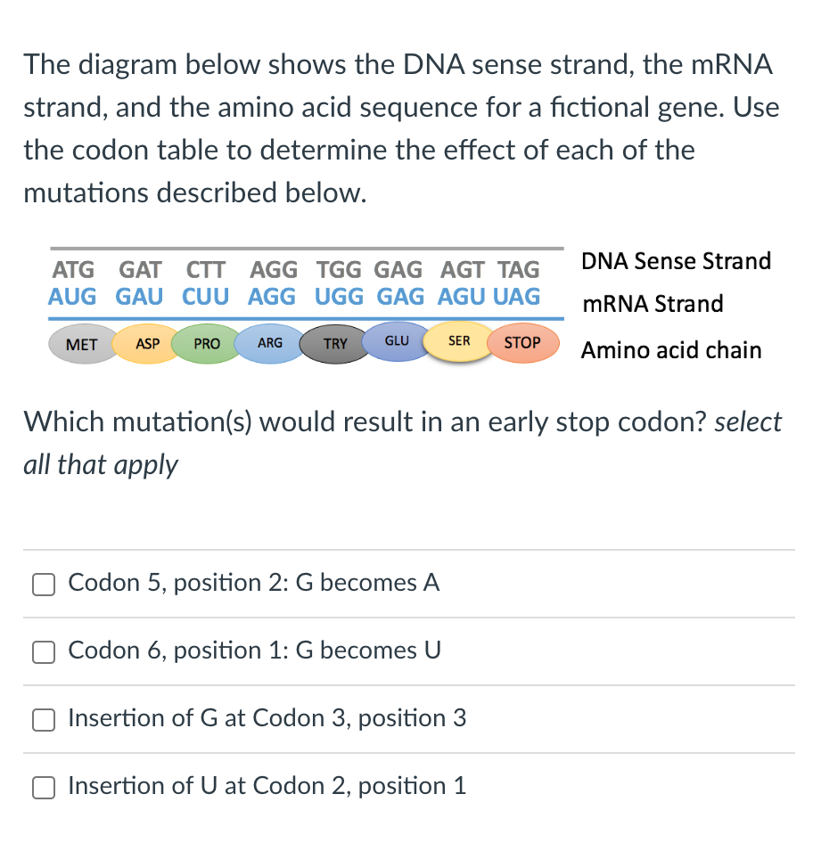 Solved The diagram below shows the DNA sense strand, the | Chegg.com