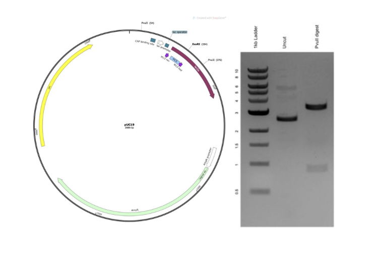 Solved You perform a restriction digest of the pUC19 | Chegg.com