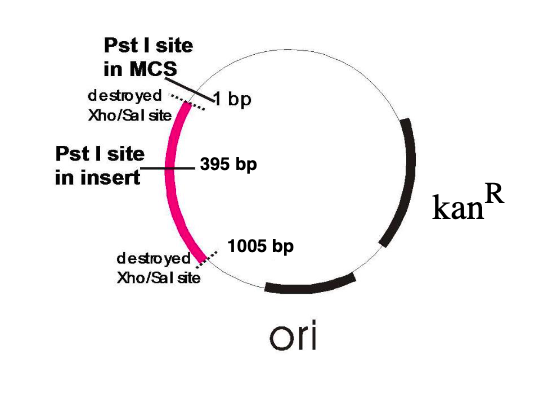 Solved Predict the size of the smallest DNA fragment (band | Chegg.com
