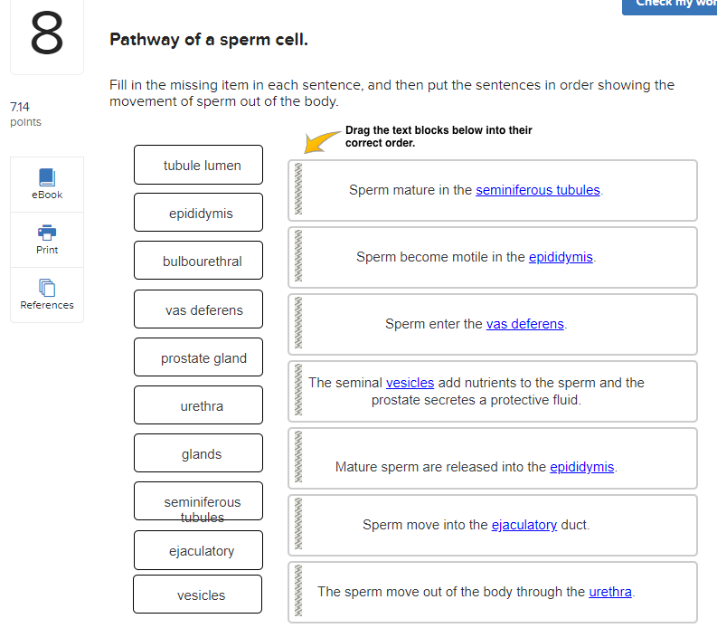 Solved my 8 Pathway of a sperm cell. 7.14 points Fill in the | Chegg.com