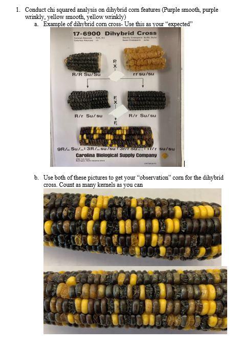 Solved Conduct chi squared analysis on dihybrid corn | Chegg.com